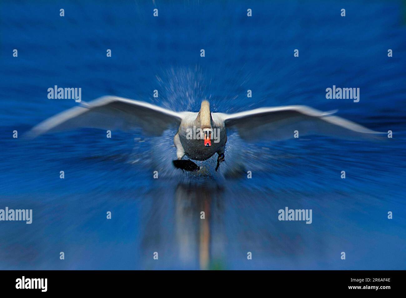 Adult mute swan movement hi-res stock photography and images - Alamy
