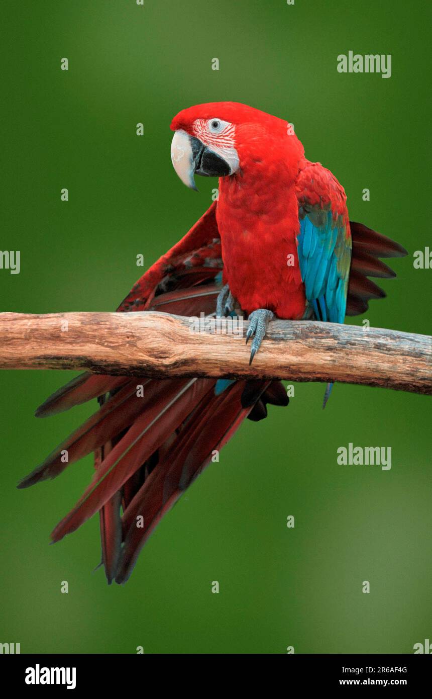 Red-and-green macaw (Ara chloroptera) stretches its wing, Dark Red Macaw stretches wings, Green ...