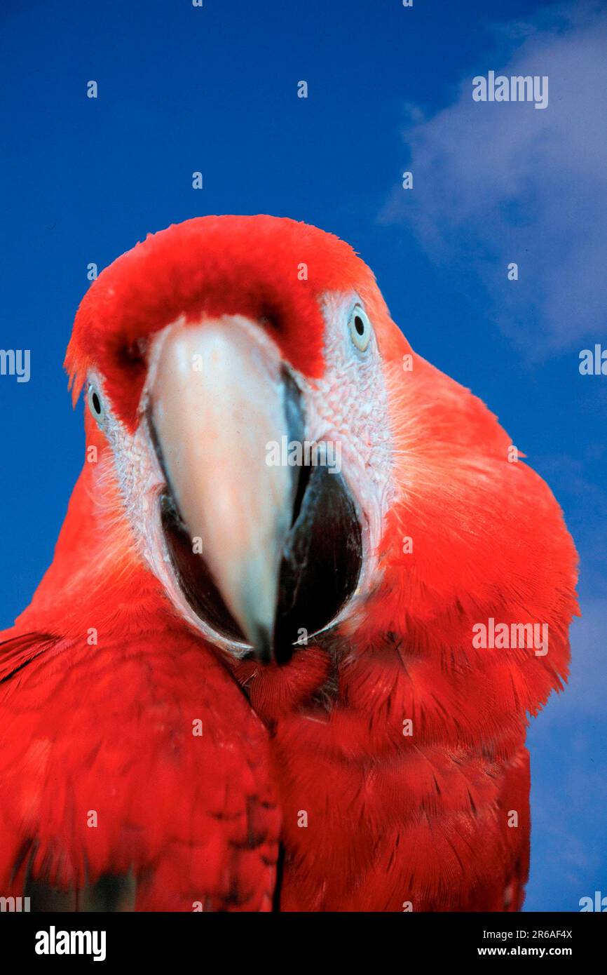 Scharlachara, Hellroter Ara (Ara macao), Arakanga (Aras) (Aras ...