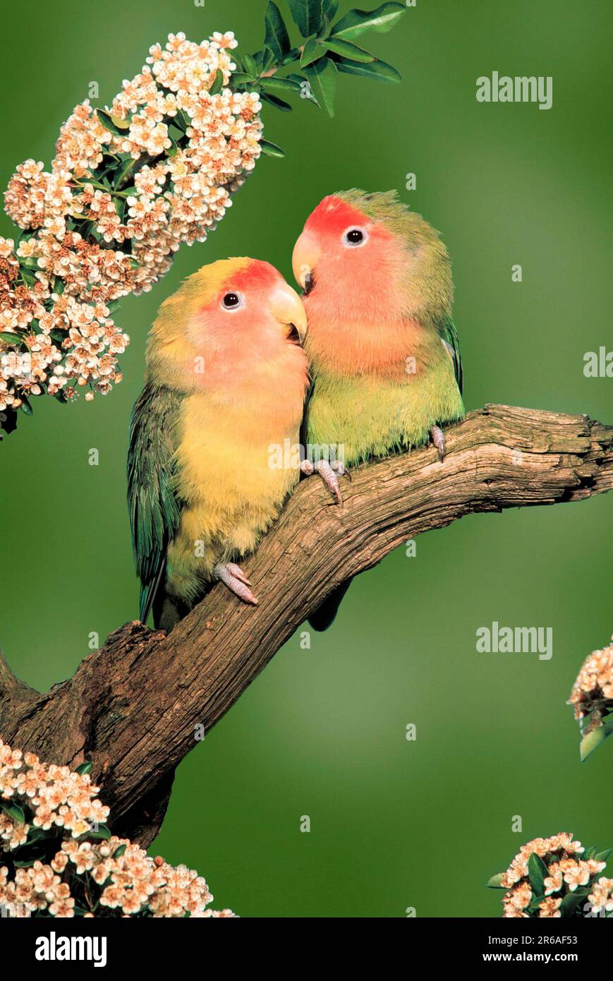 Peach-faced Lovebirds (Agapornis roseicollis) (pet) (parrots) (parrots ...