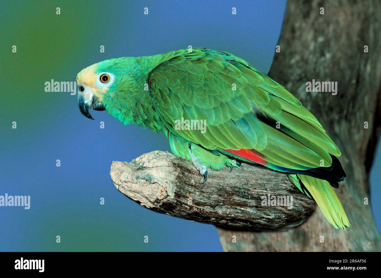 Amazona ochrocephala panamensis hi-res stock photography and images - Alamy