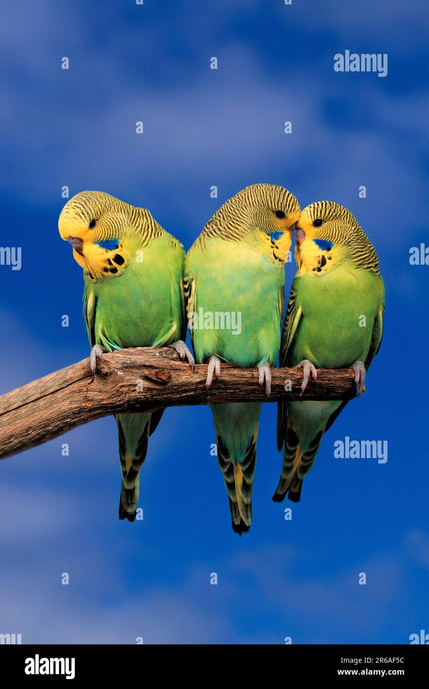 Young Budgerigars (Melopsittacus undulatus), Budgie Stock Photo - Alamy