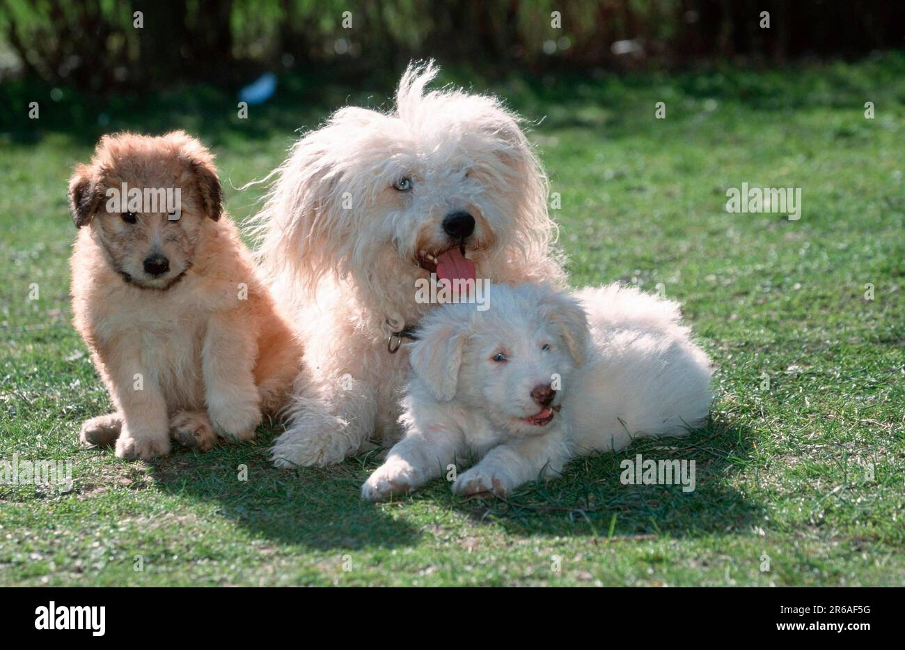 Adult female german shepherd hi-res stock photography and images - Alamy