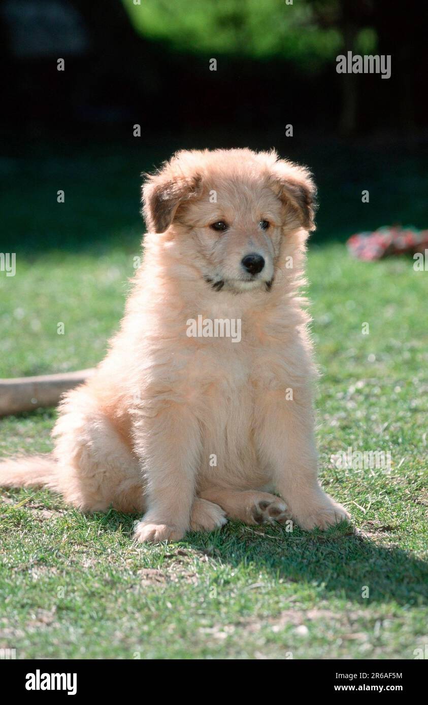 Sheeppoodle, puppy, 9 weeks old (herding dog) (mammals) (animals ...
