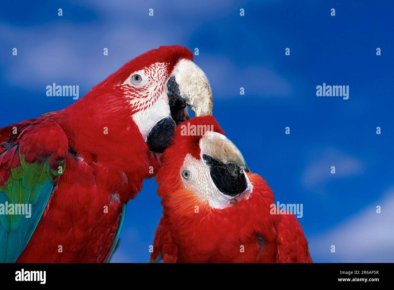 Green-winged Macaw (Ara chloroptera) cares for Scarlet Macaw (Ara macao), Dark scarlet macaw ...