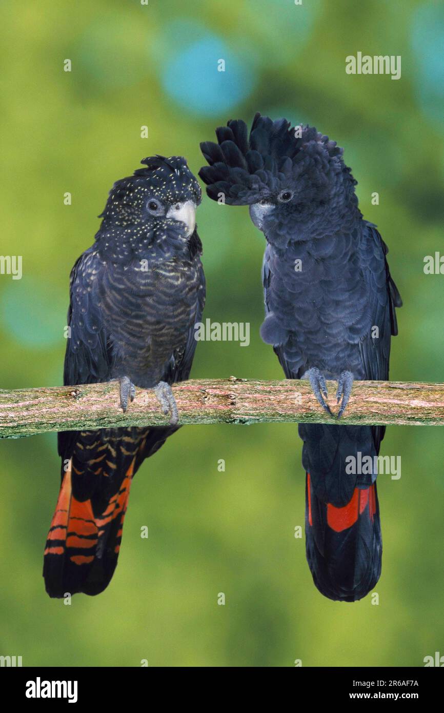 Red-tailed Black Cockatoo, pair (Calyptorhynchos banksi), Banks Black ...