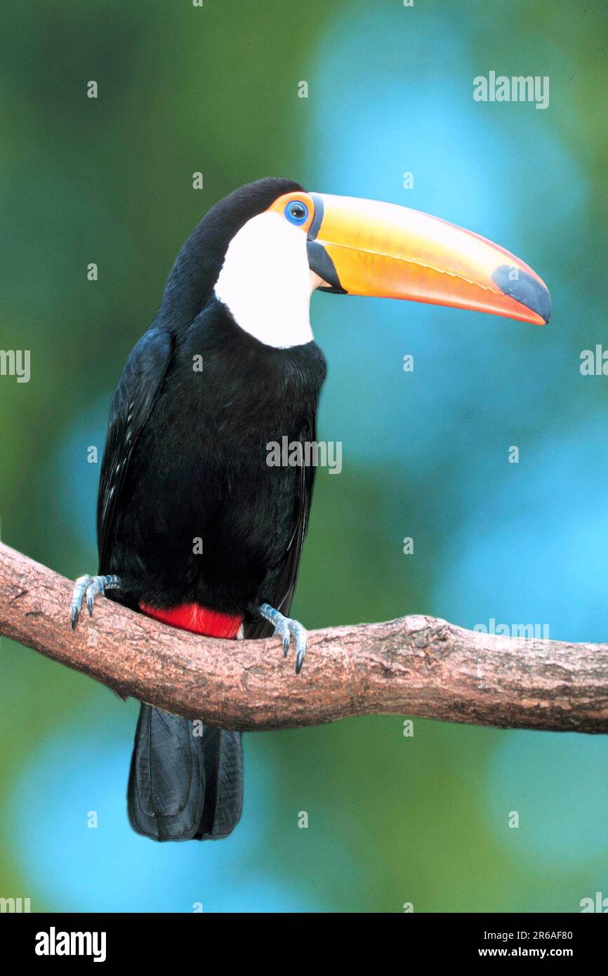 Toco Toucan (Ramphastos toco), toco toucan (south america) (bird ...