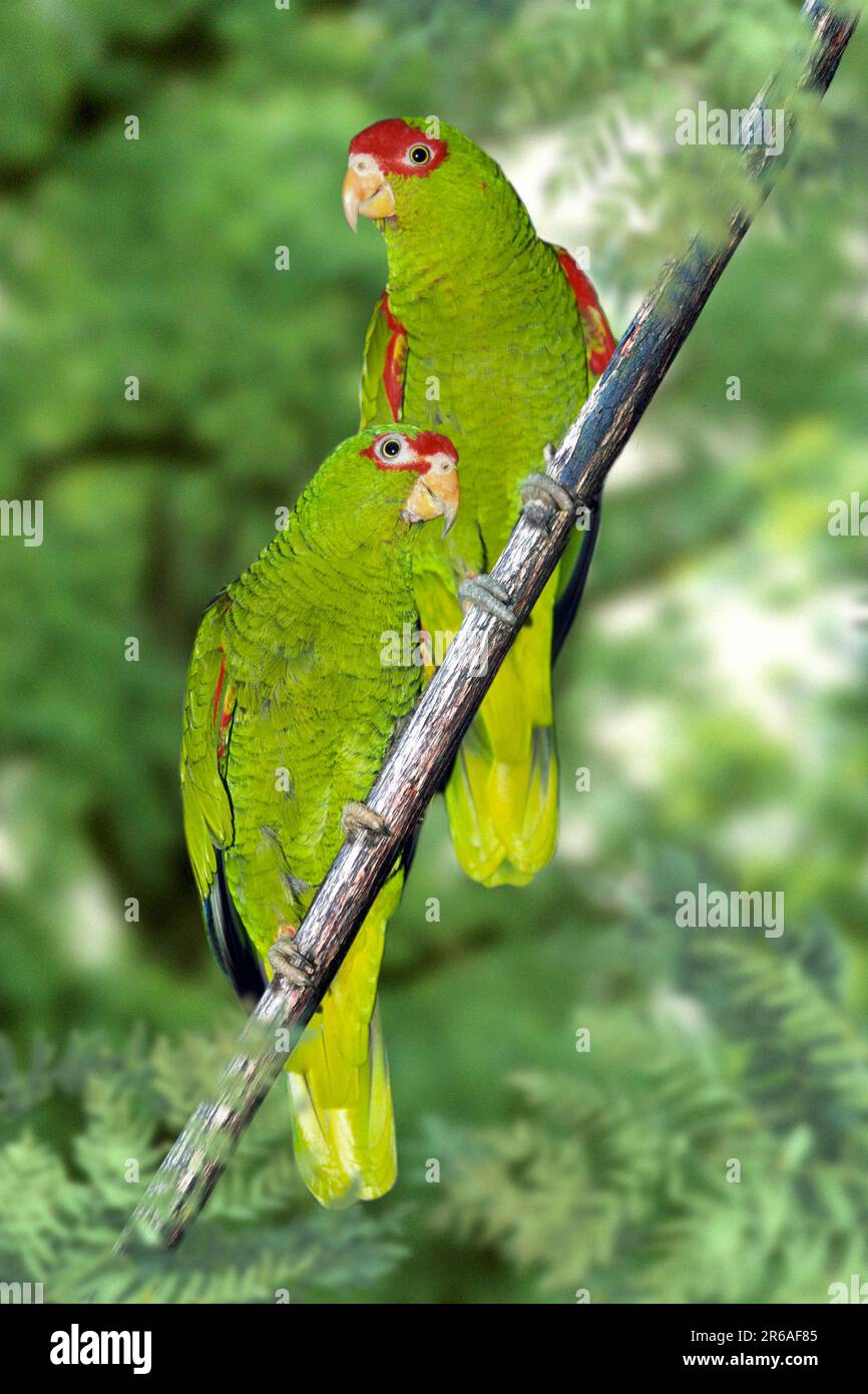 Red-eyed Amazon, red-spectacled amazon (Amazona pretrei Stock Photo - Alamy