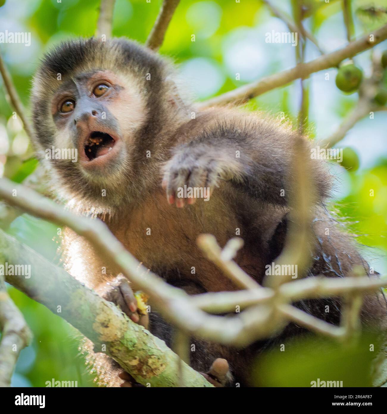 A brown monkey is perched atop a green tree branch, with its mouth wide ...