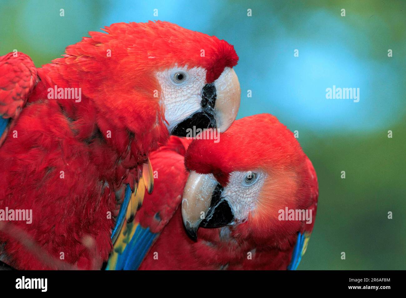 Scarlet macaw couple hi-res stock photography and images - Alamy