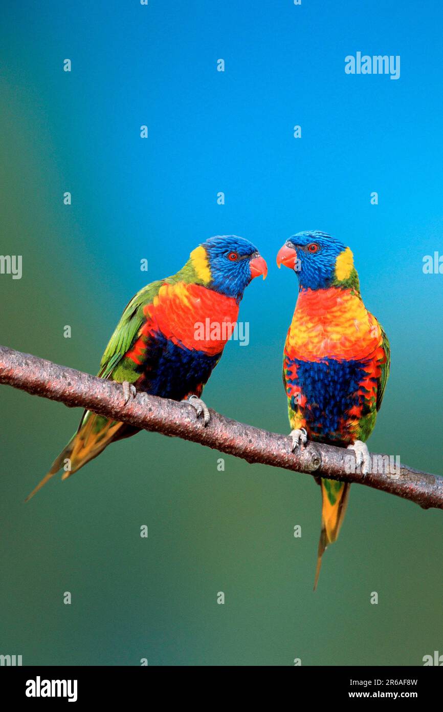 Rainbow Lories (Trichglossus haematodus haemadotus), slender loris ...