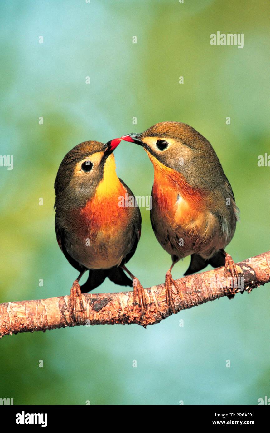 Nightingales bird hi-res stock photography and images - Alamy