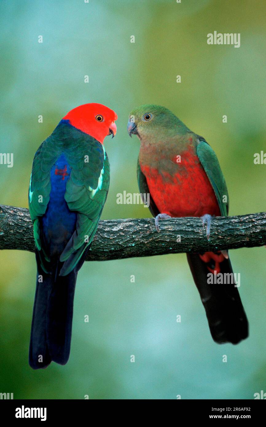 Australian King Parrots, pair (Alisterus scapularis scapularis ...
