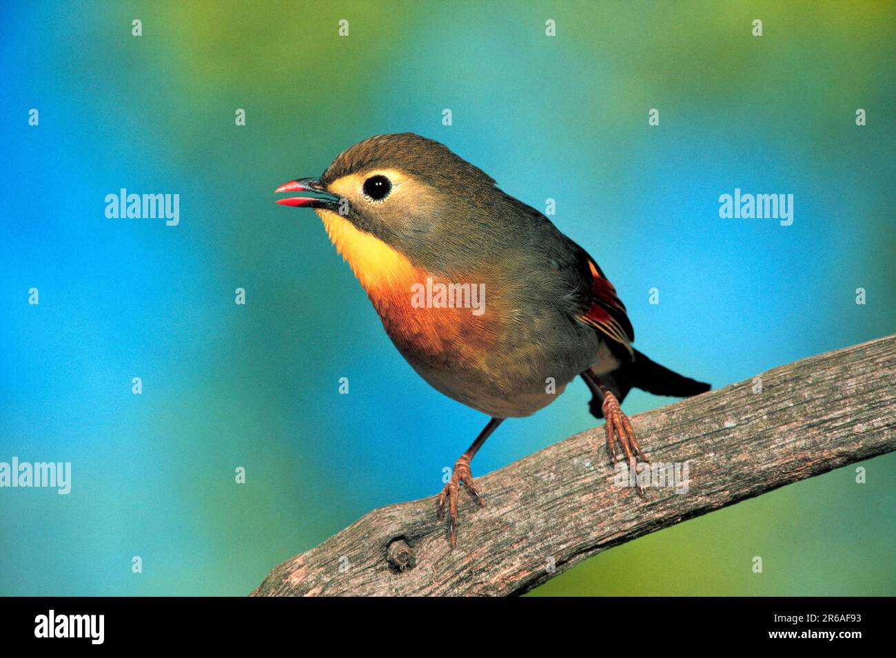 Red-billed leiothrix (Leiothrix lutea Stock Photo - Alamy