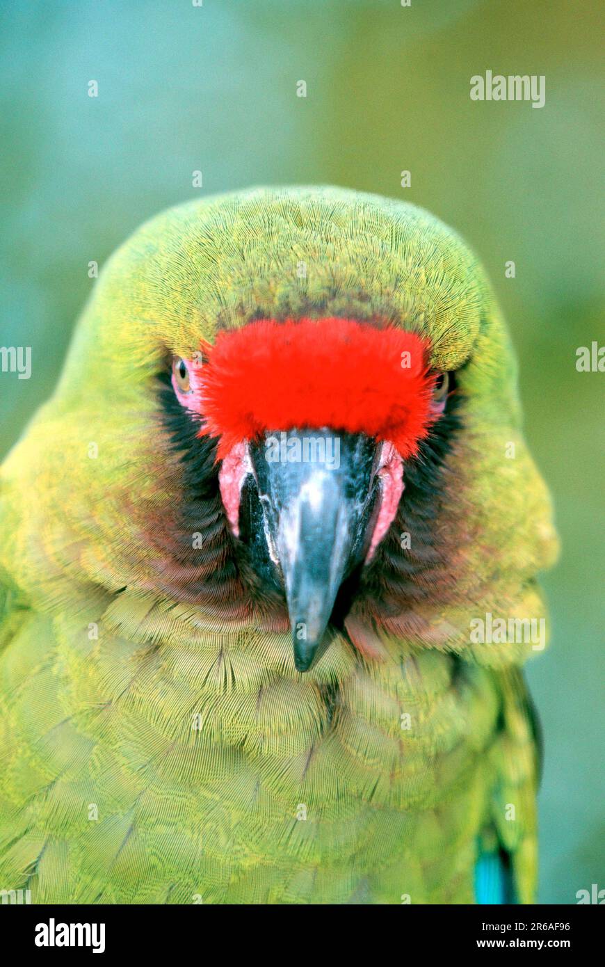 Military Macaw (Ara militaris), military macaw Stock Photo - Alamy
