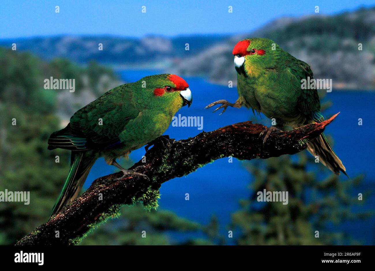 Parrots of new zealand hi-res stock photography and images - Alamy
