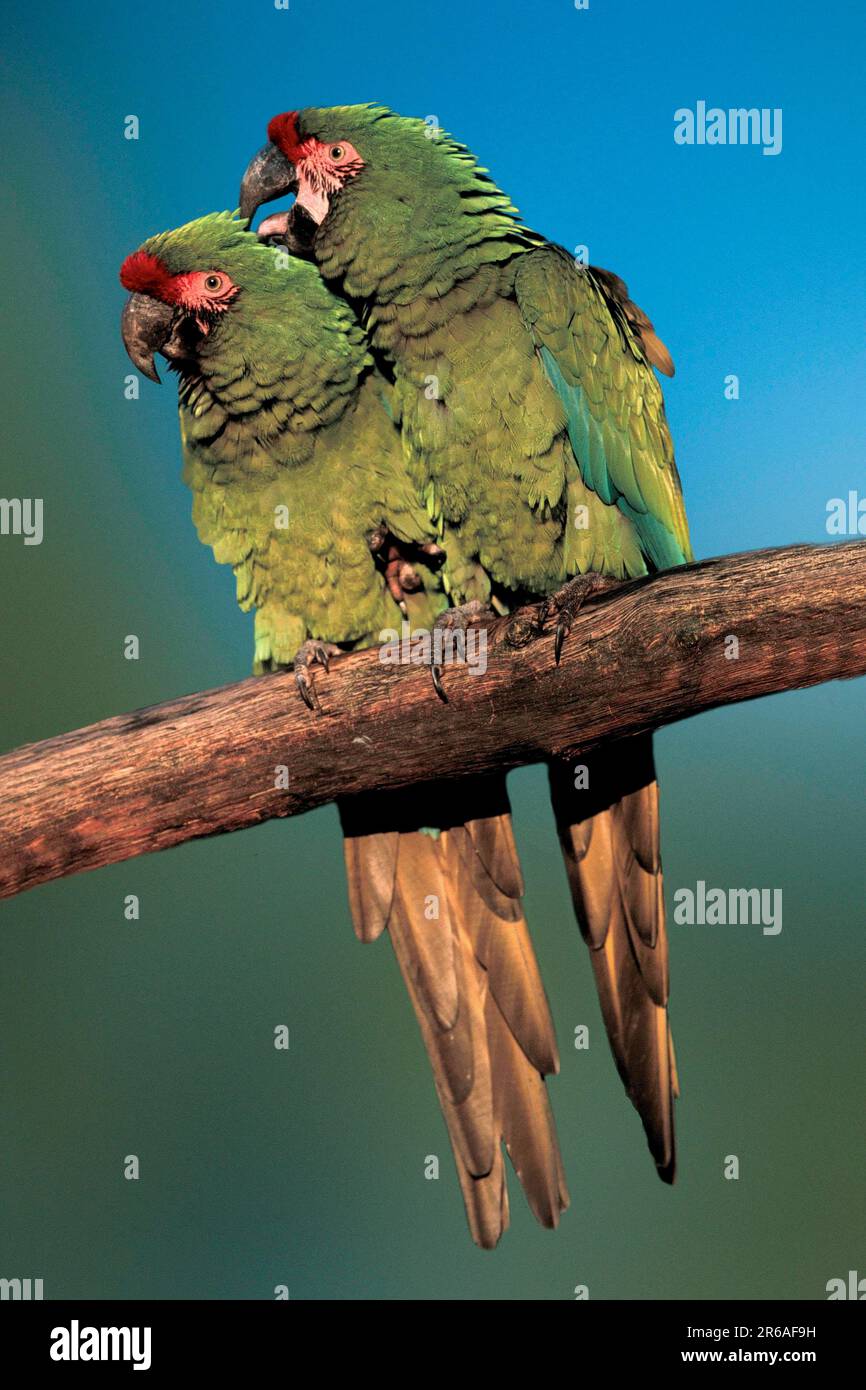 Military Macaw, military macaws (Ara militaris Stock Photo - Alamy