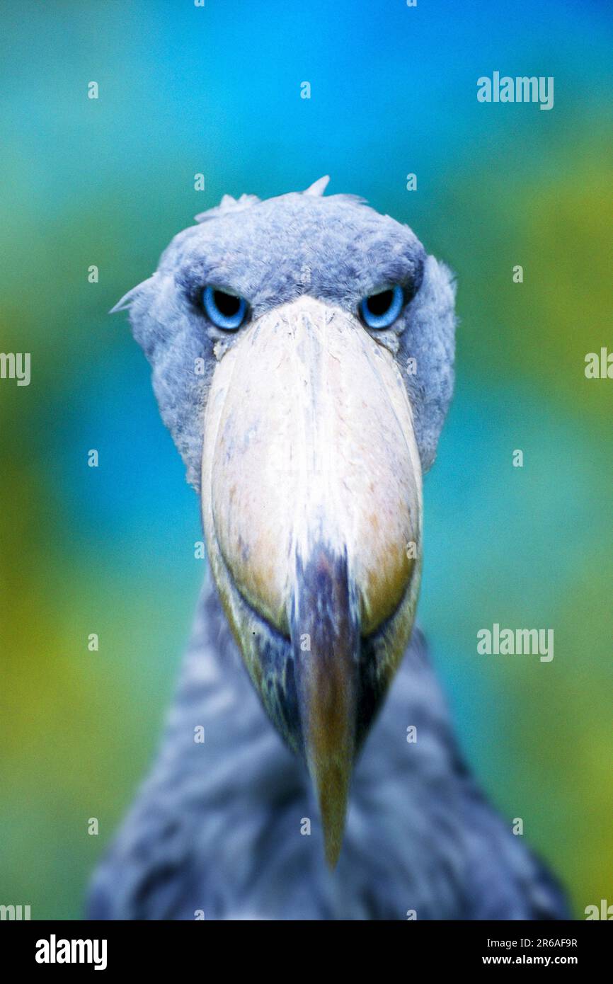 Shoebill (Baleaniceps rex), Whale-headed Stork Stock Photo - Alamy