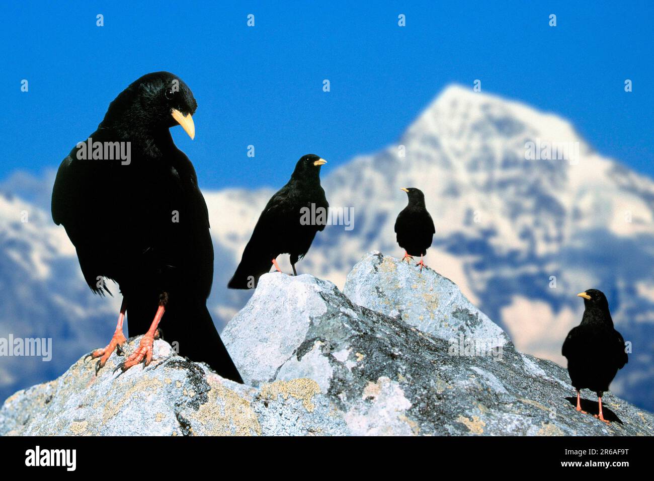 Alpine chough (Pyrrhocorax graculus Stock Photo - Alamy