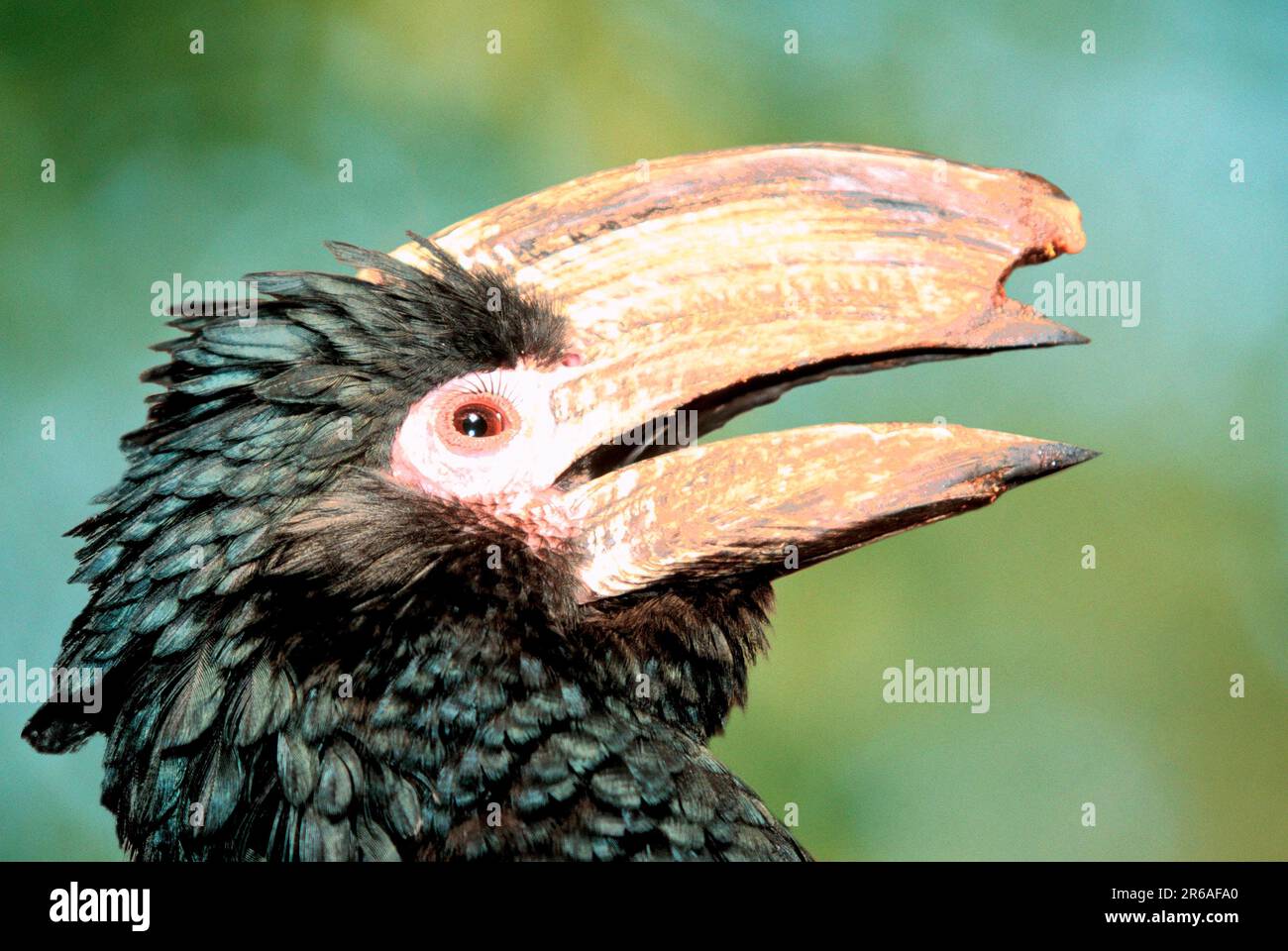 Trumpeter Hornbill (Ceratogymna bucinator) (bird) (birds) (hornbills ...