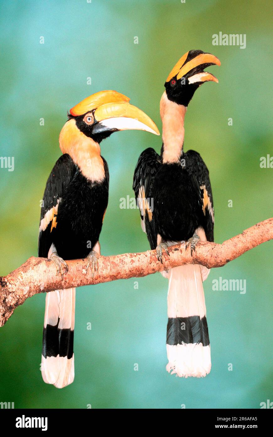 Great Indian Hornbill (Buceros bicornis), pair, great hornbill (Asia ...