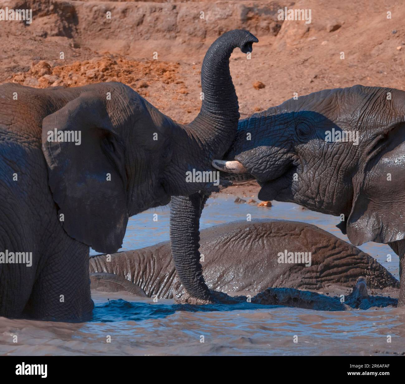 An elephant wanders into the water for a cool bath. South Africa: THESE ...
