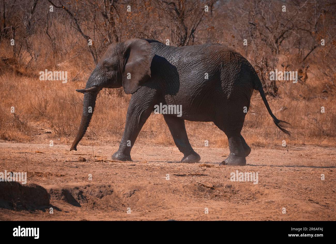 An elephant wanders into the water for a cool bath. South Africa: THESE ...