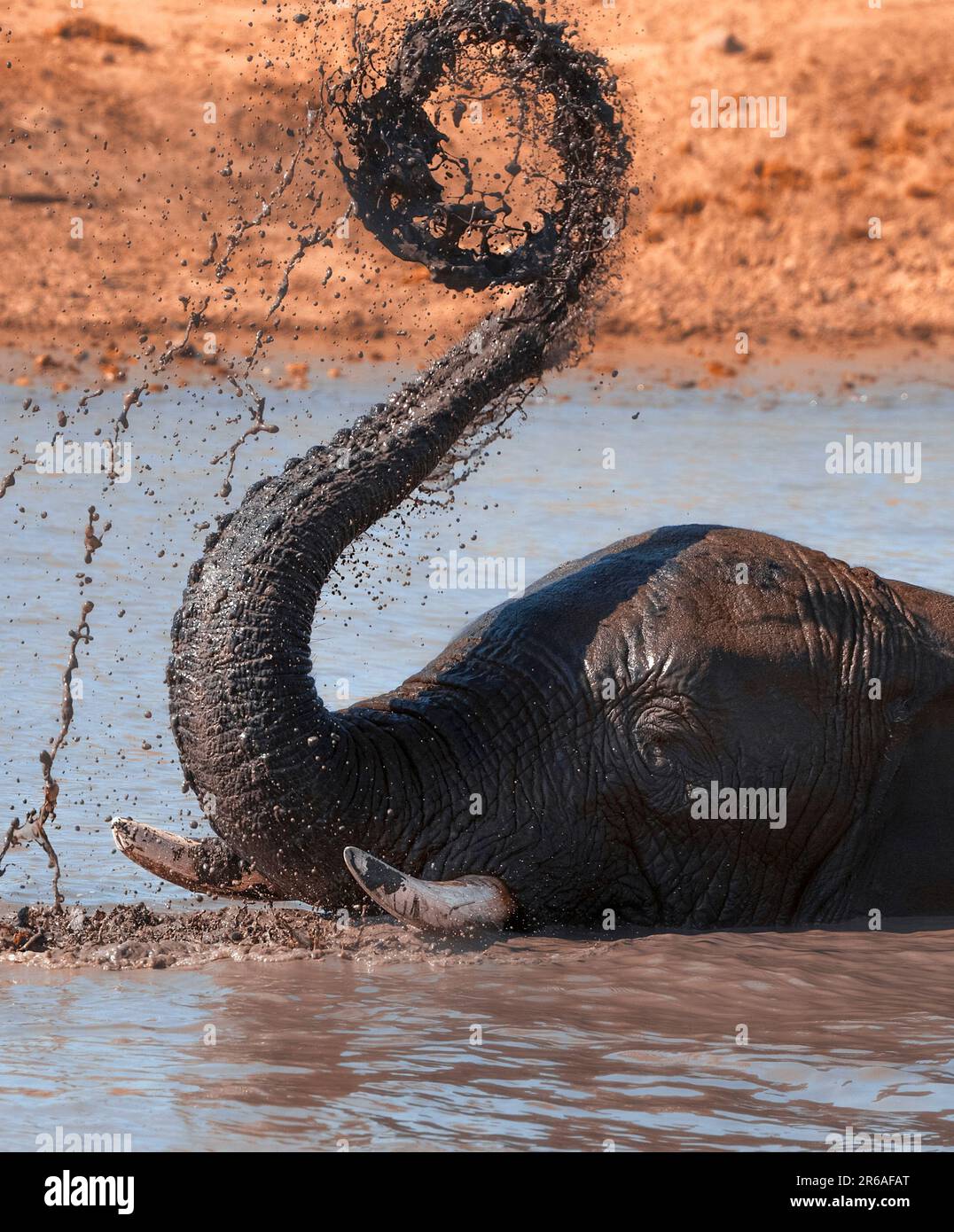 An elephant wanders into the water for a cool bath. South Africa: THESE ...