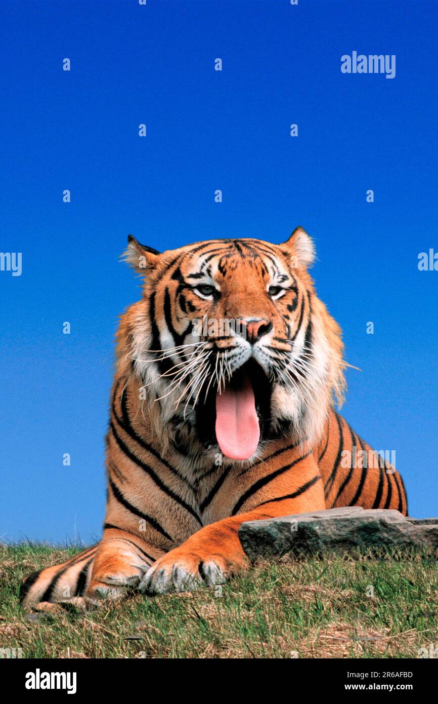 Sumatran tiger (Panthera tigris sumatrae), yawning, Sumatran tiger ...