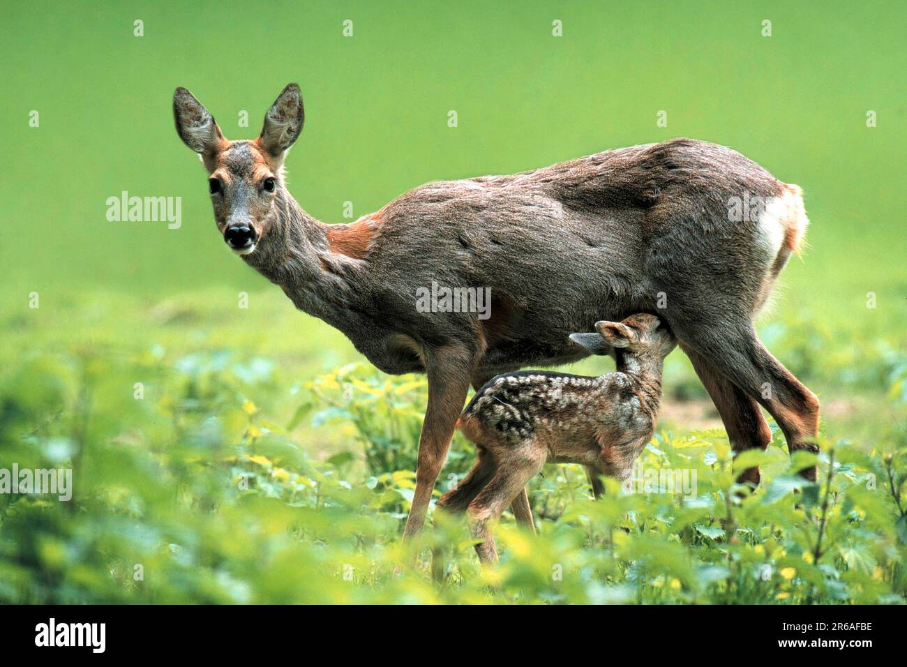 European roe deer (Capreolus capreolus) suckling young, roe deer suckling young, fawn, lateral ...