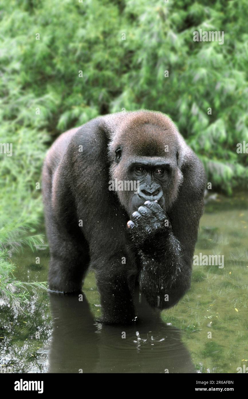 Western gorilla (Gorilla gorilla), drinking Stock Photo - Alamy