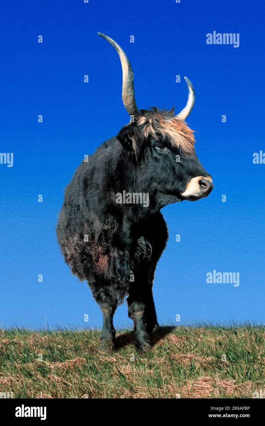 Aurochs (Bos primigenius), Ur, Auerochse (animals) (aussen) (outdoor ...