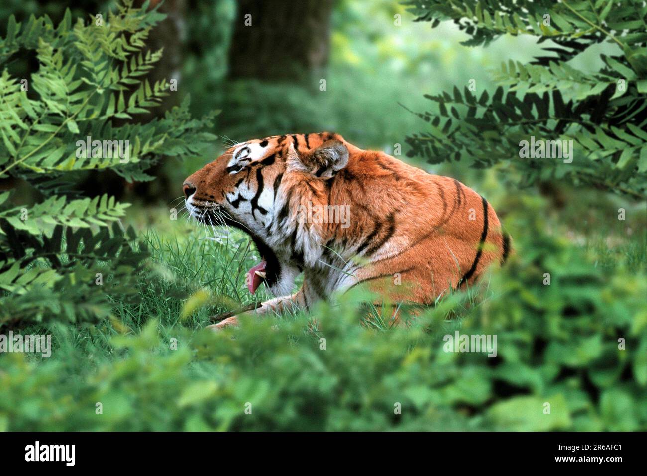 Bengal tiger (Panthera tigris tigris), yawning, bengal tiger, Royal ...