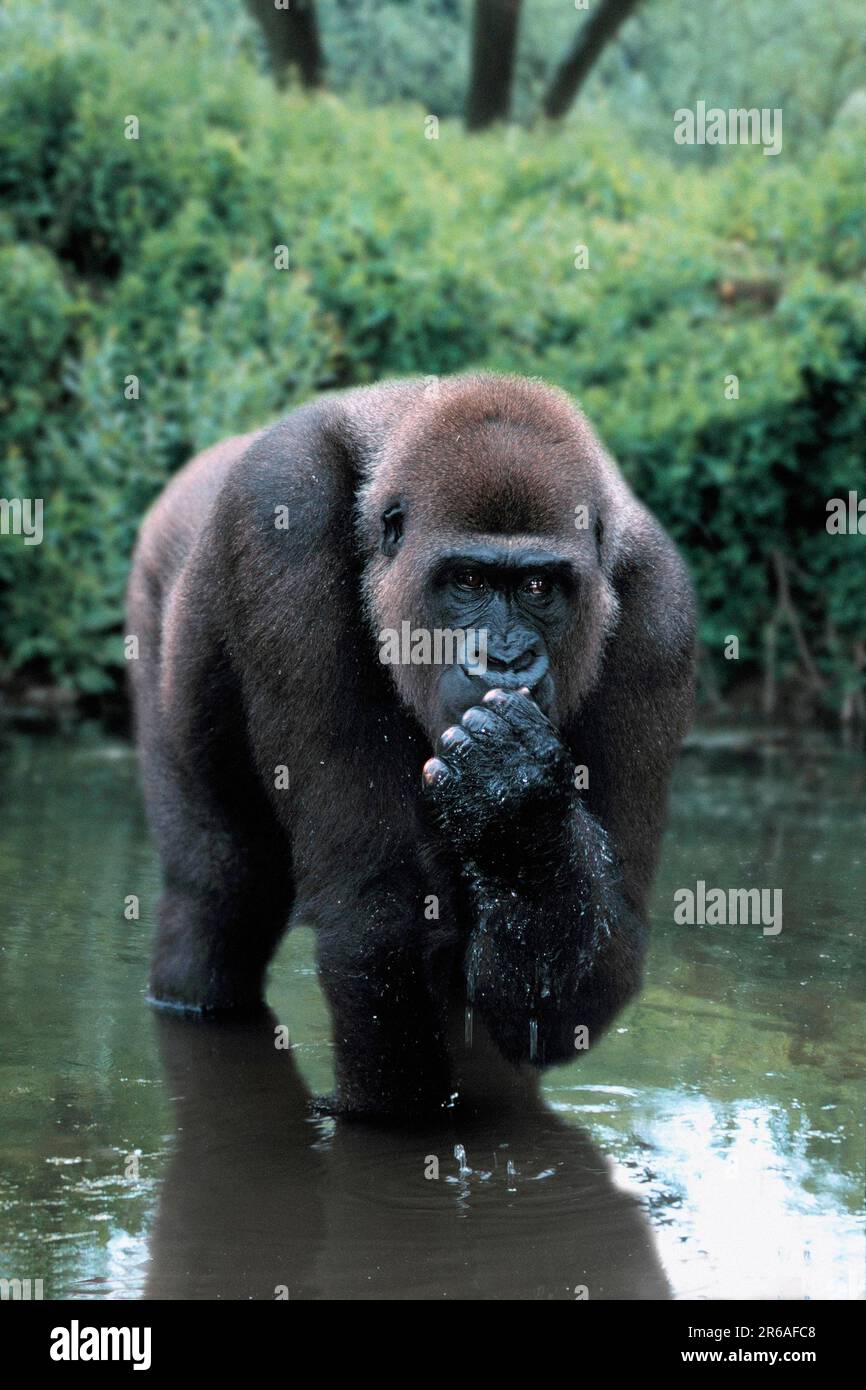 Western gorilla (Gorilla gorilla), drinking Stock Photo - Alamy