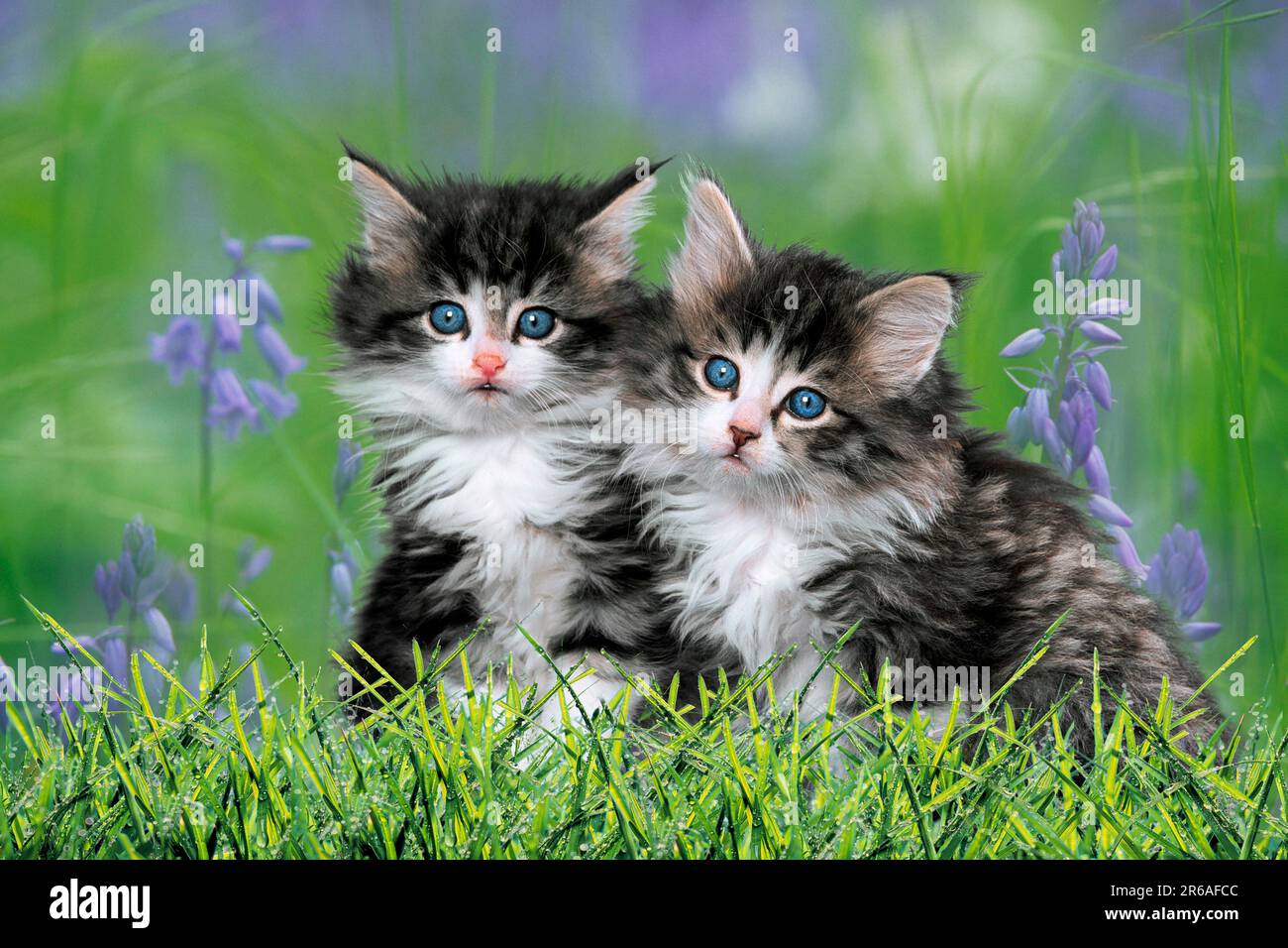Norwegian forest cat two hi-res stock photography and images - Alamy