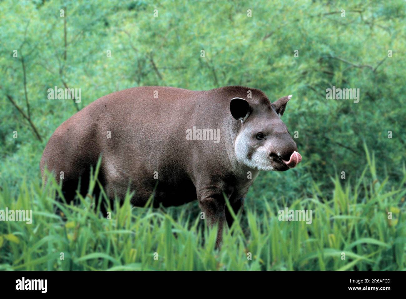 Brazilian Tapir (Tapirus terrestris), Southamerican Tapir ...