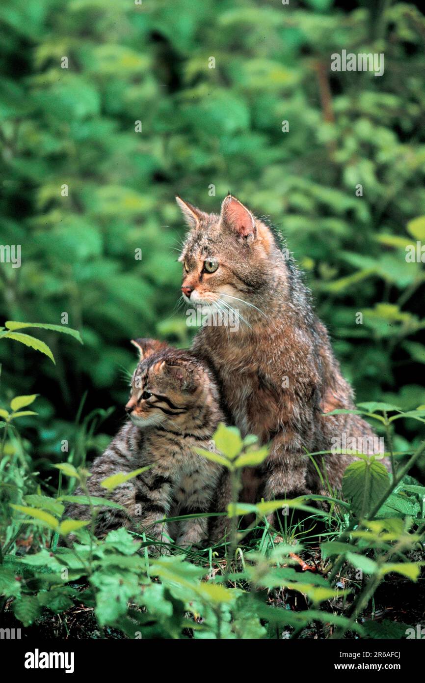 European Wild Cat (Felis silvestris) with kitten, European wild cat ...