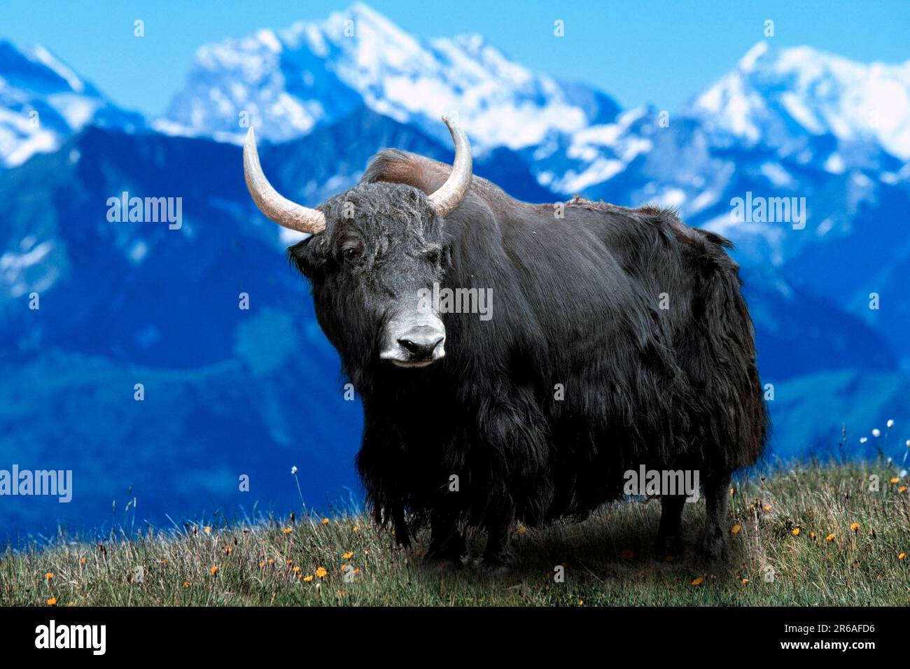 Black yak bos mutus hi-res stock photography and images - Alamy