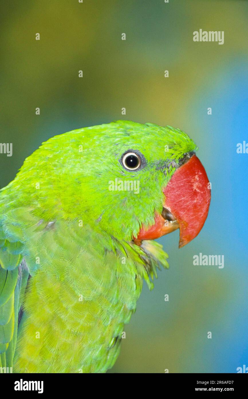 Buru Great-billed Parrot (Tanygnathus megalorhynchos), Buru ...