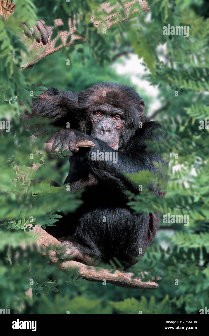 Common Chimpanzee (Pan troglodytes Stock Photo - Alamy