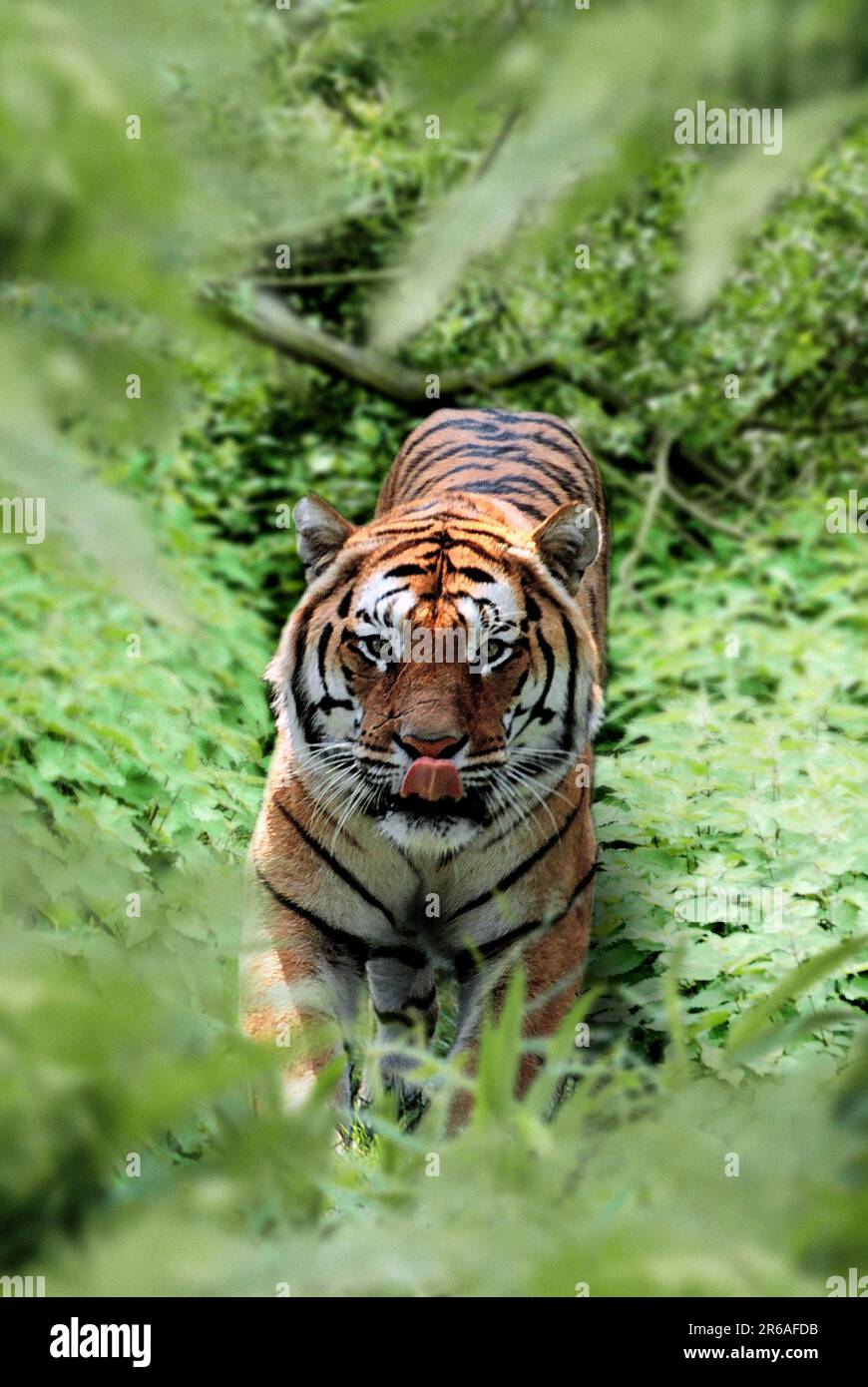 Bengal tiger (Panthera tigris tigris), bengal tiger, Royal Bengal tiger ...
