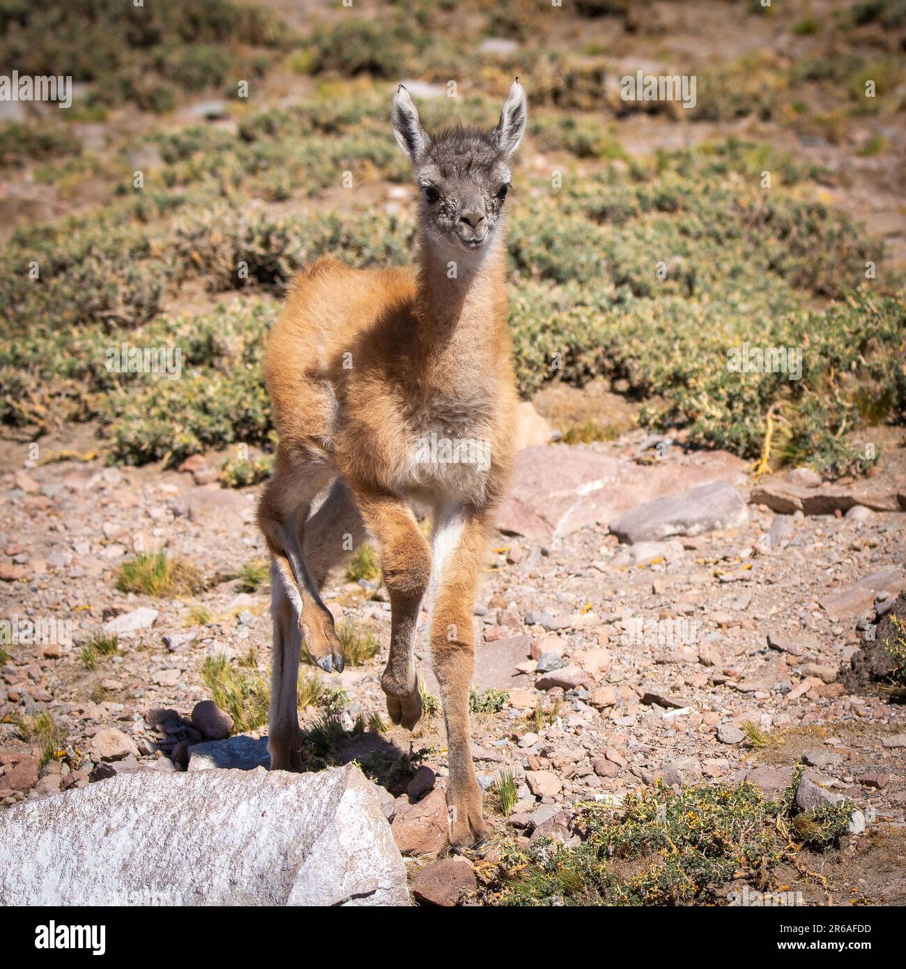 A guanaco, a wild camelid native to South America, is pictured walking ...