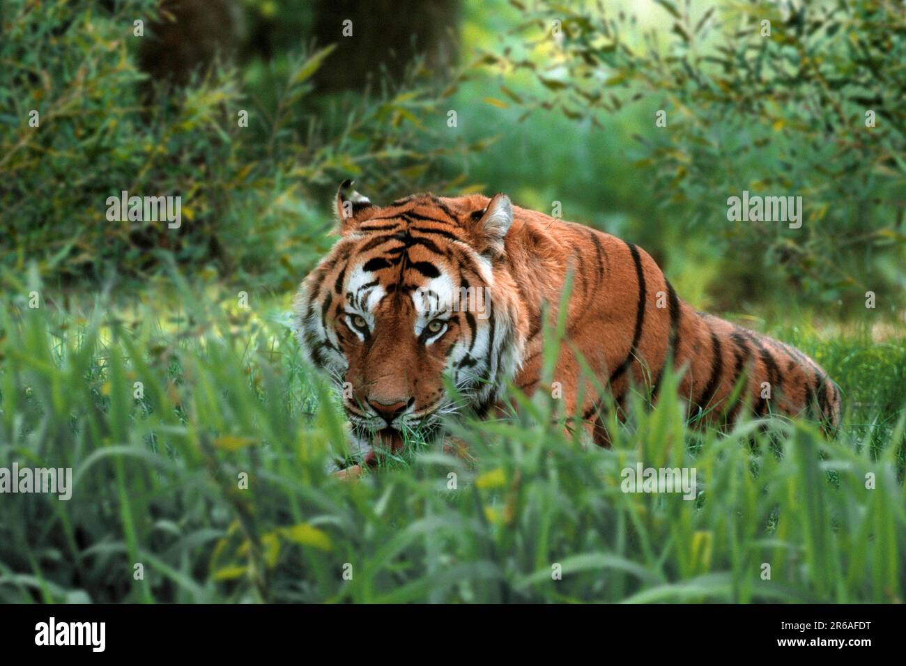 Tiger and asia hi-res stock photography and images - Alamy
