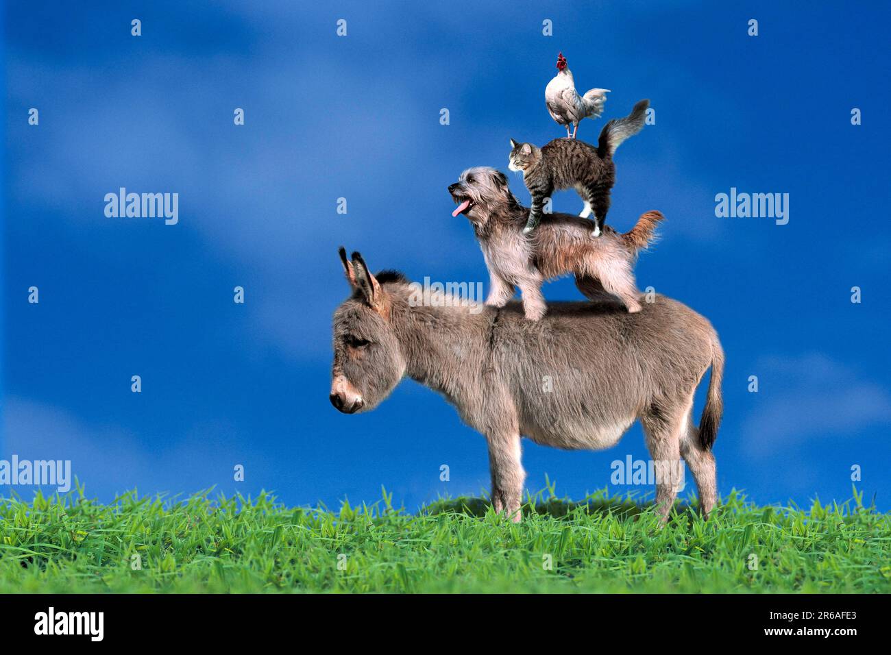 Bremen Town Musicians, donkey, dog, cat and domestic chicken, lateral ...