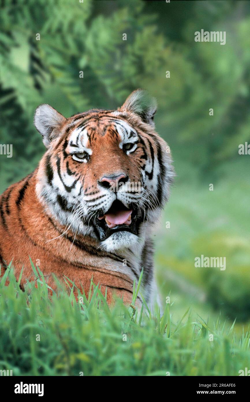 Bengal tiger (Panthera tigris tigris), bengal tiger, Royal Bengal tiger ...