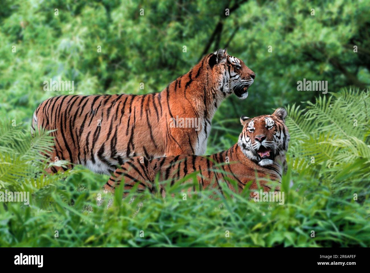 Bengal tiger pair hi-res stock photography and images - Alamy