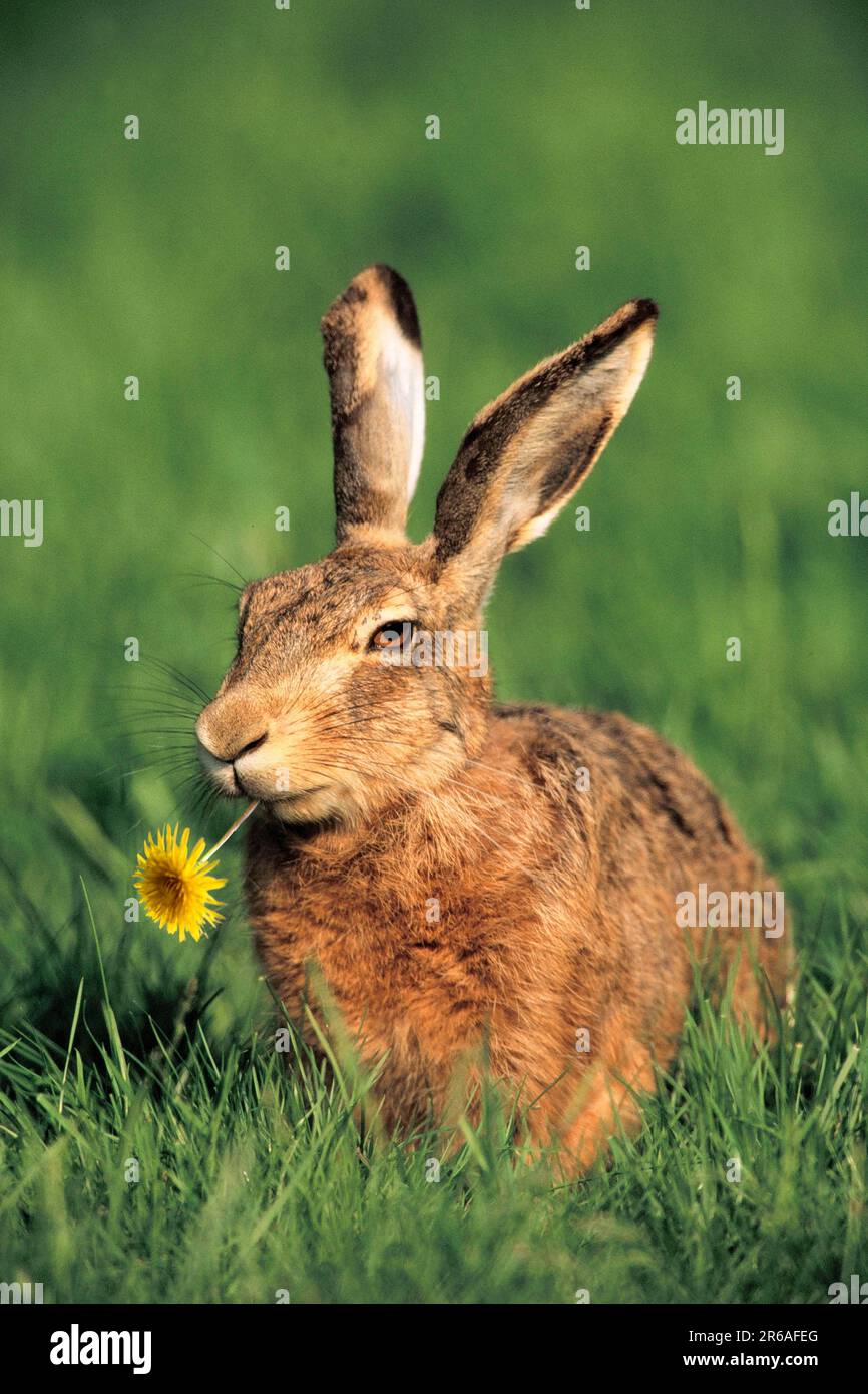 European hare (Lepus europaeus) with dandelion flower, hare, hares ...
