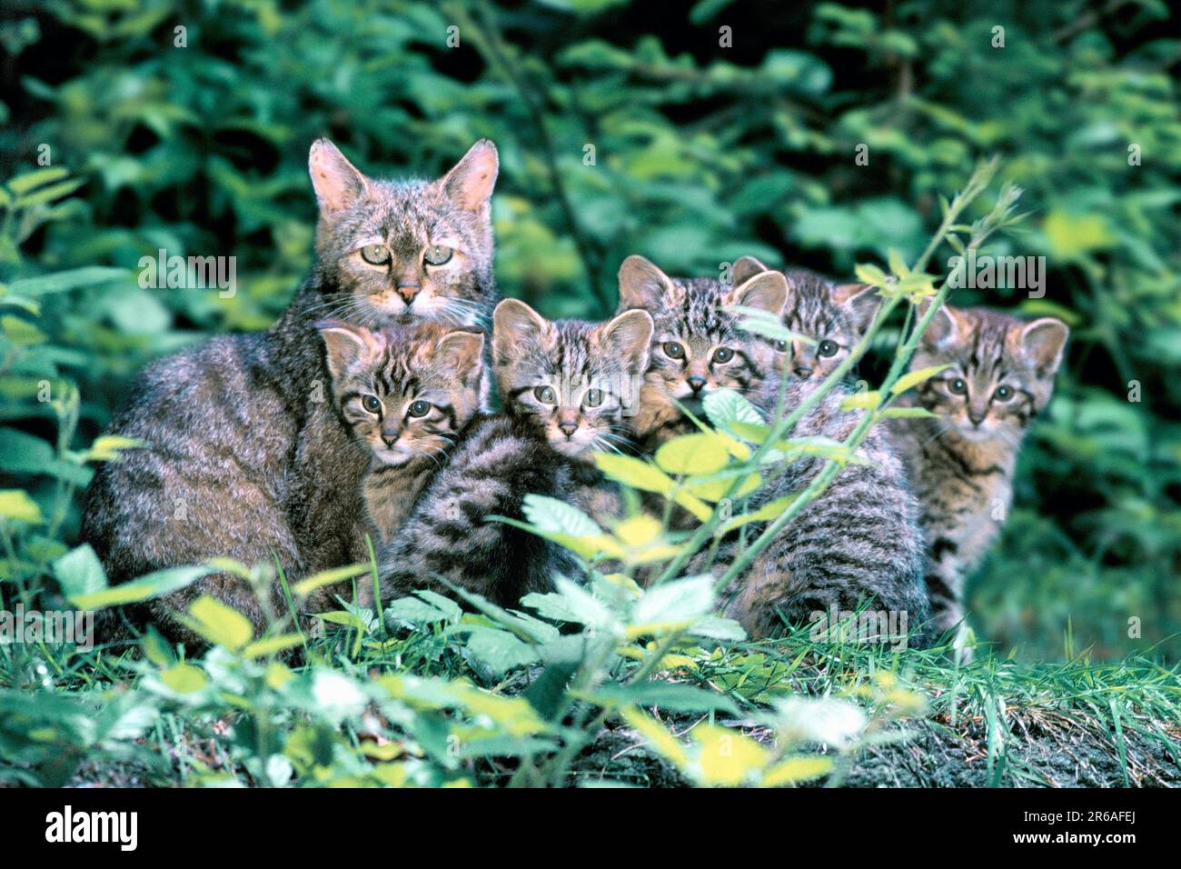 European wildcat (Felis silvestris) with kittens, European wildcat ...