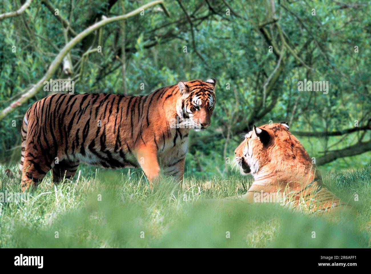 Bengal Tiger (Panthera tigris tigris), pair, Indische Tiger ...