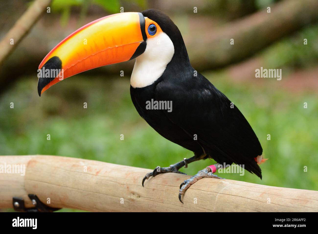 A vibrant closeup image of a Toco toucan, its beak open and showing off ...
